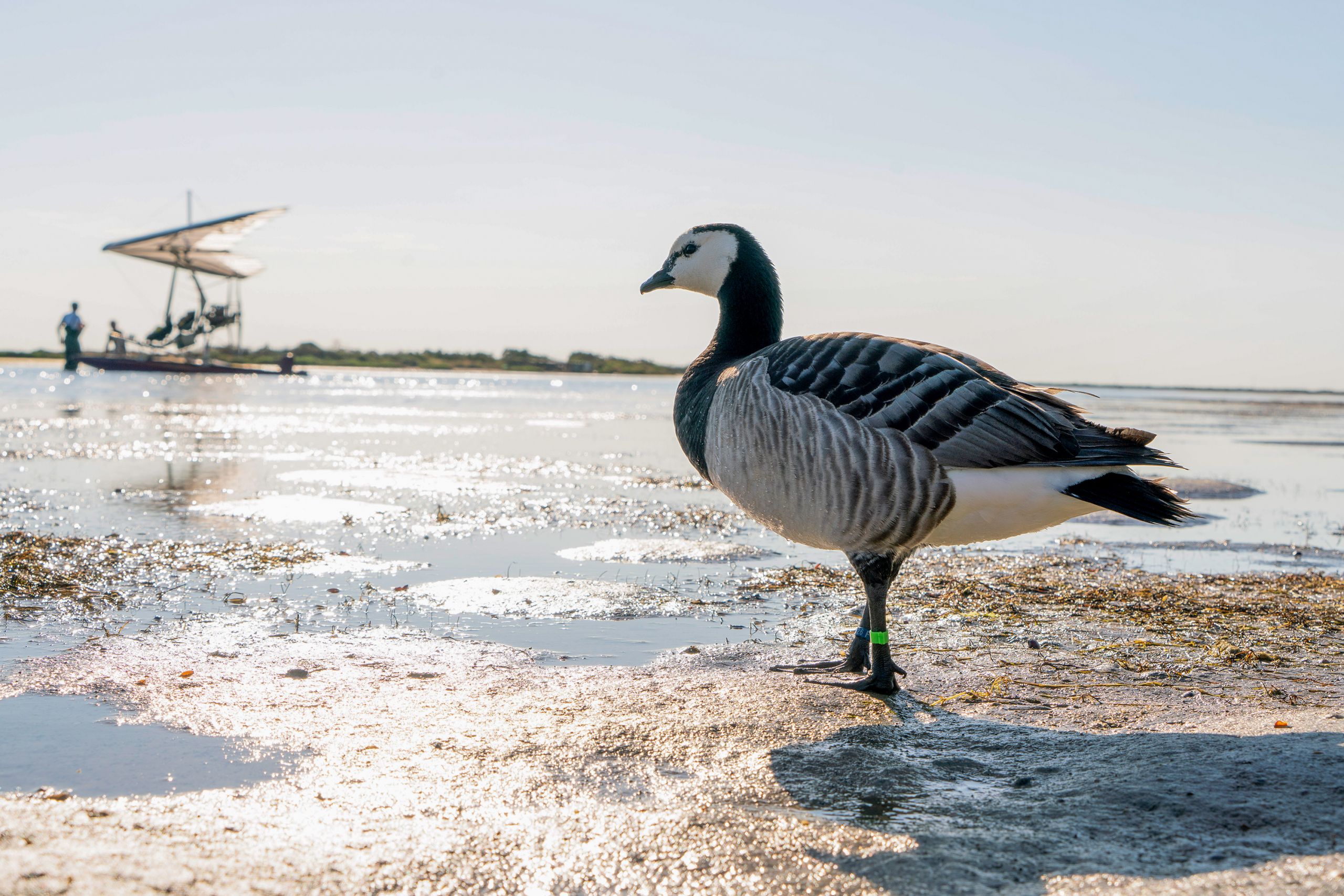 Der Junge und die Wildgänse | capelight pictures